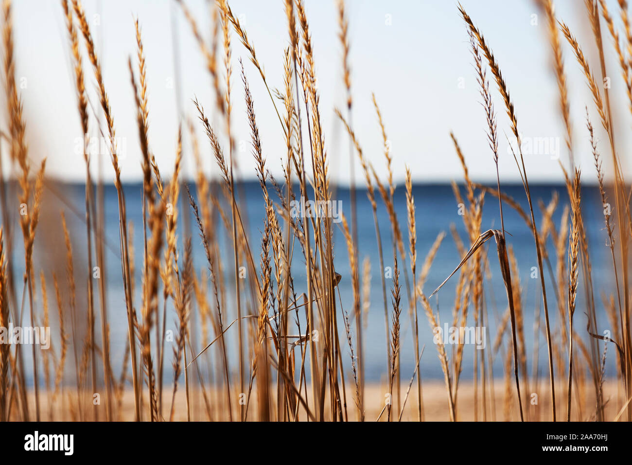 reed on the beach by the sea a few miles outside the center of Umea ...