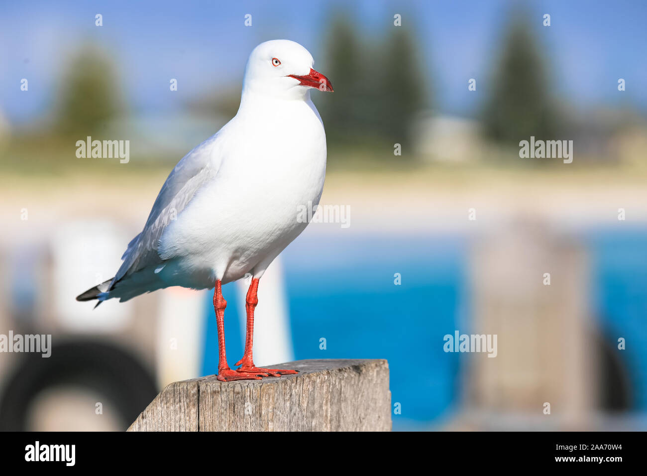 Seagull as seen from Fremantle fishing boat harbour Perth Australia ...