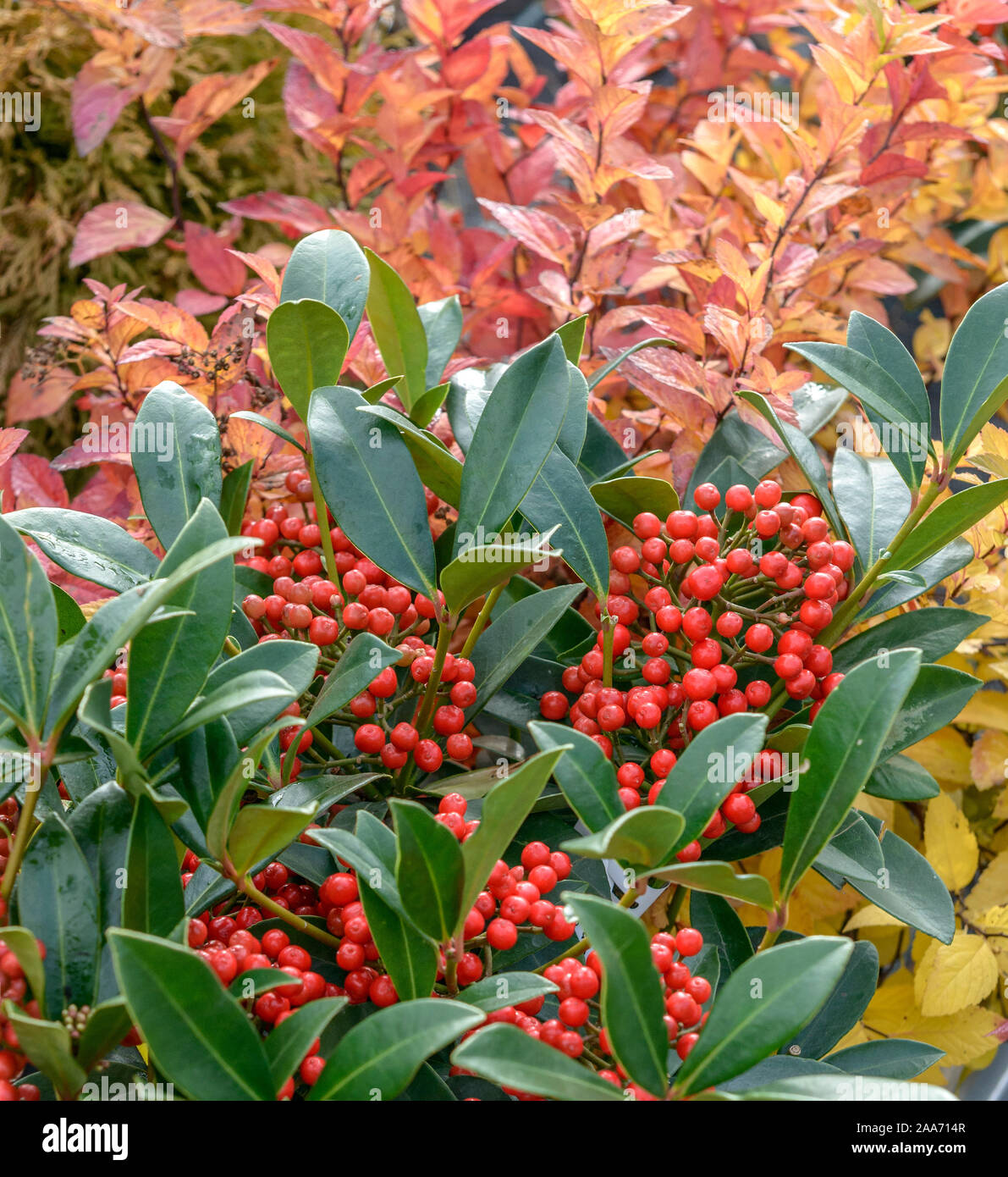 Skimmie (Skimmia japonica 'Pabella' Stock Photo - Alamy