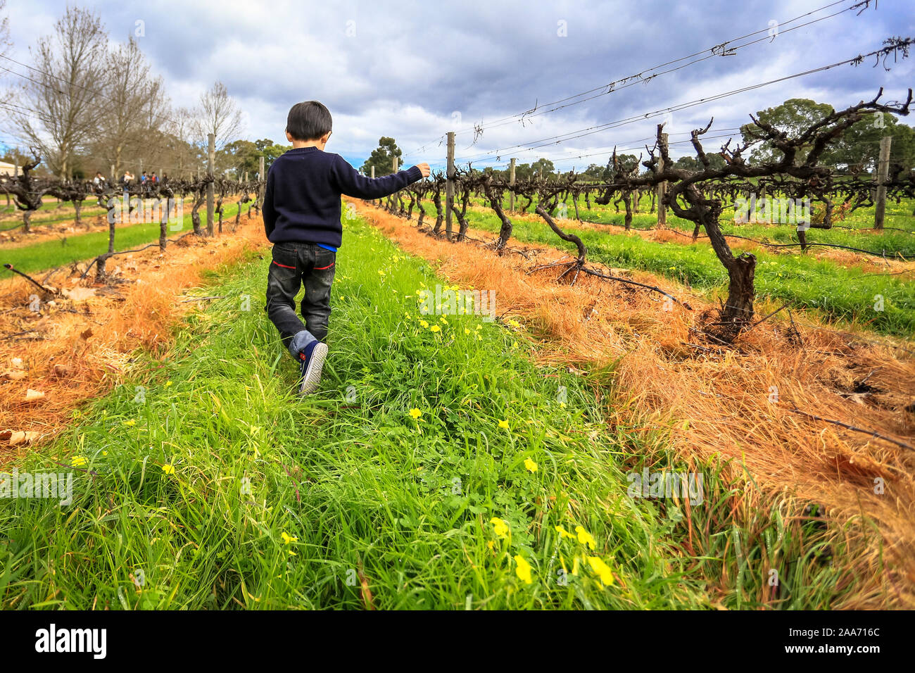 Pruned grapevine winter hi-res stock photography and images - Alamy