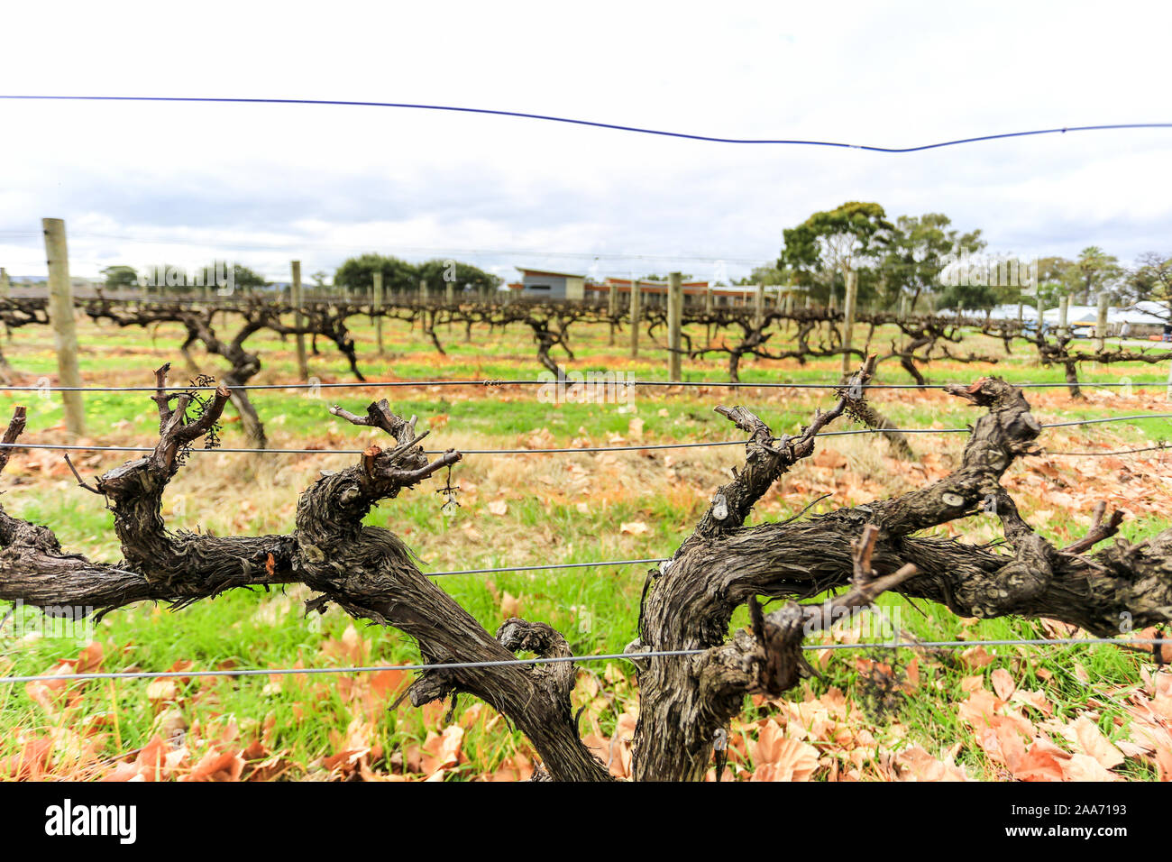 Wine grapevine farm vineyard during winter season, no grape, no leaf ...