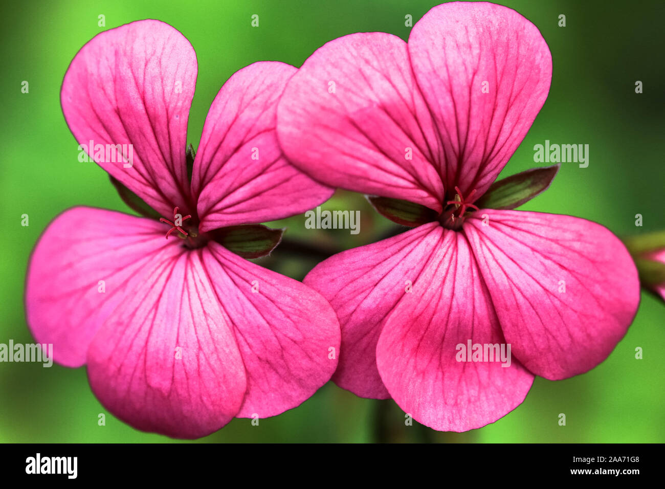 Macro closeup view of vivid color flower with beautiful natural texture ...