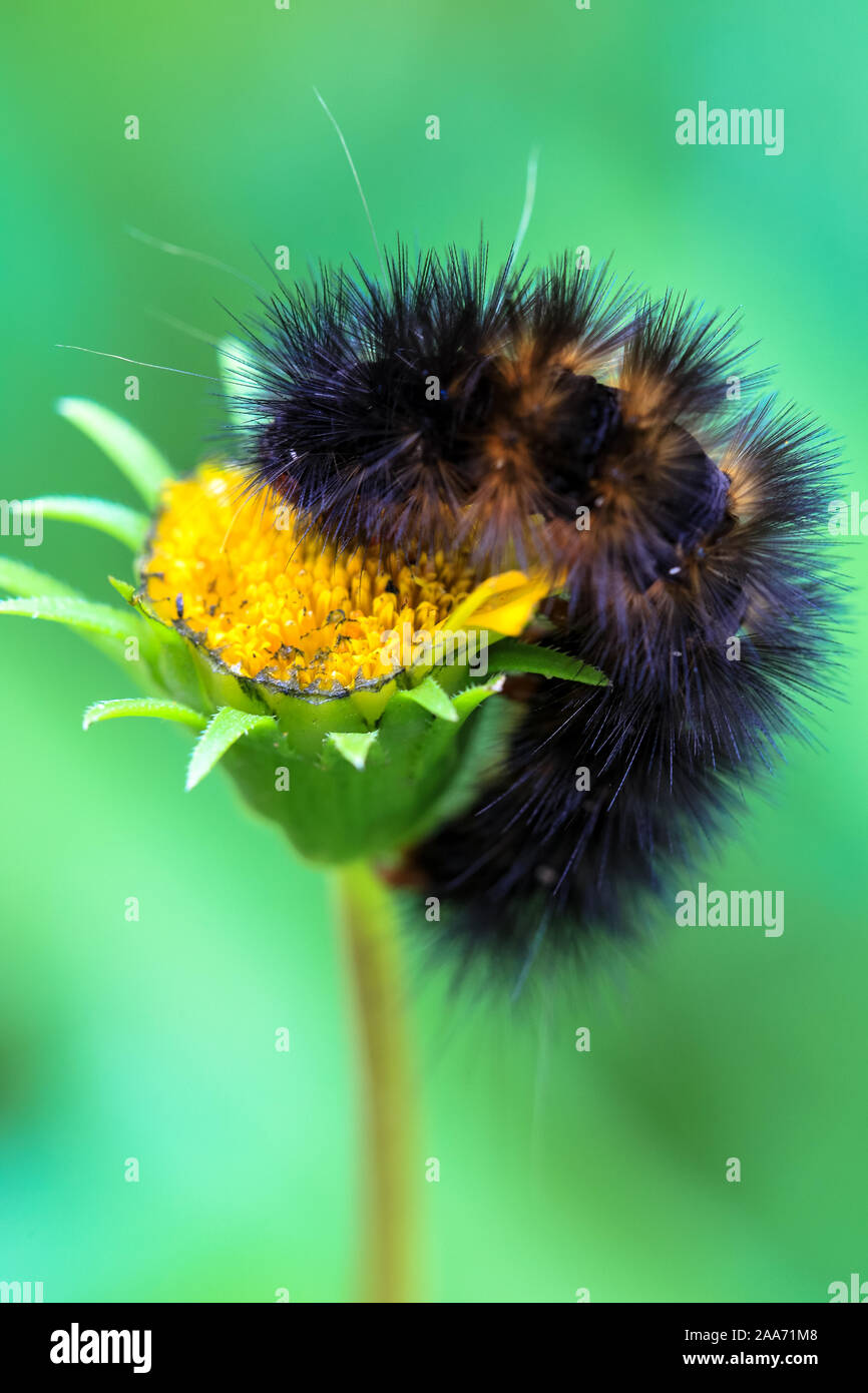 Close up of brown hairy caterpillar feasting on a daisy flower against ...