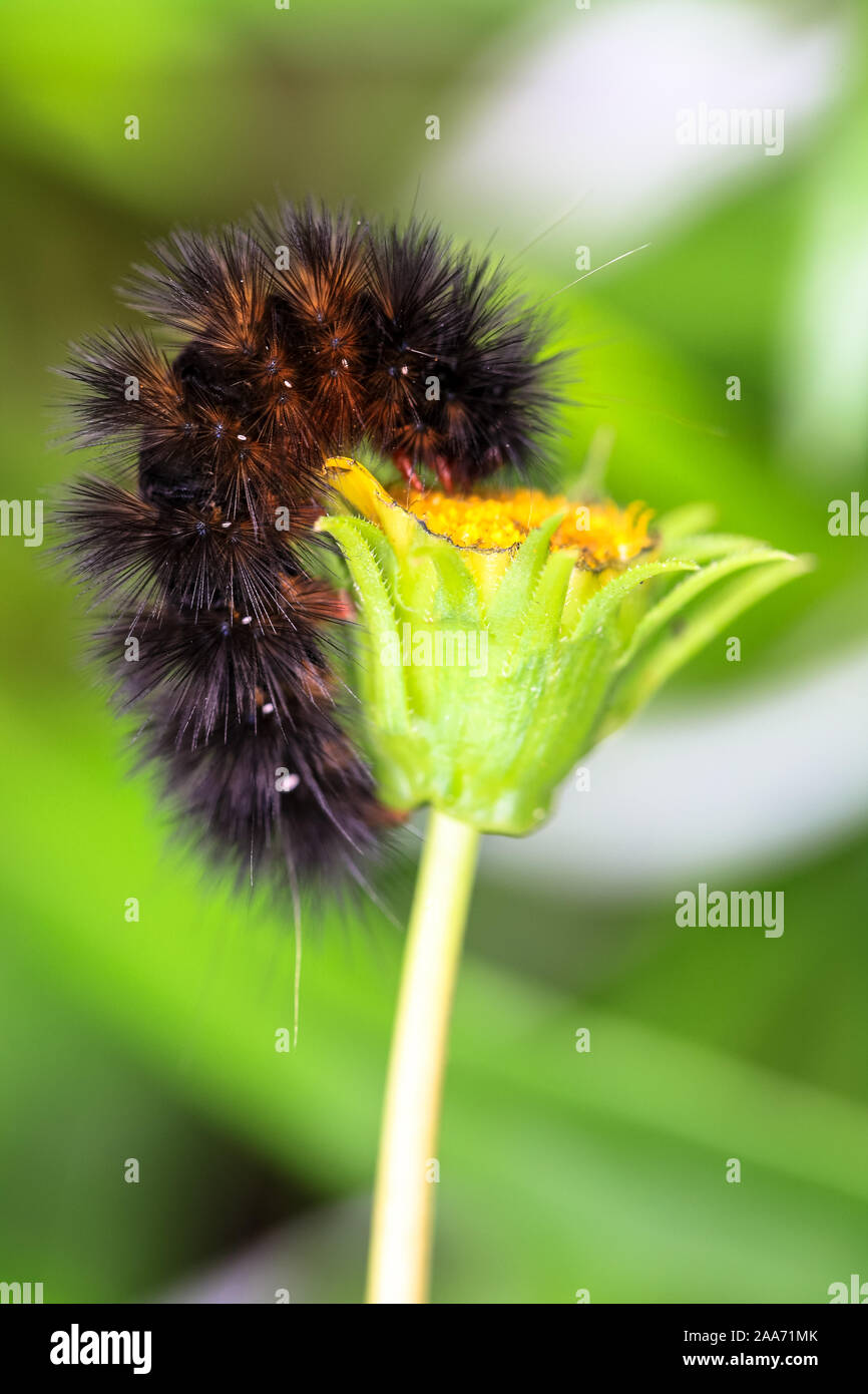 Close up of brown hairy caterpillar feasting on a daisy flower against ...