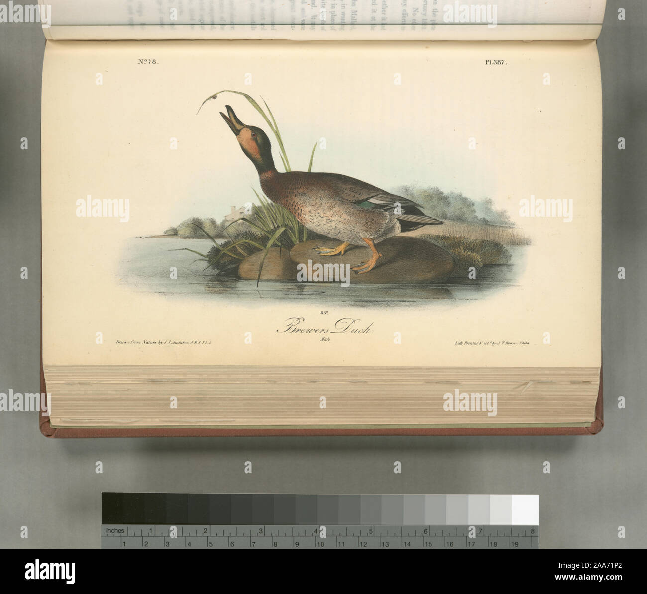 Brewers duck hi-res stock photography and images - Alamy