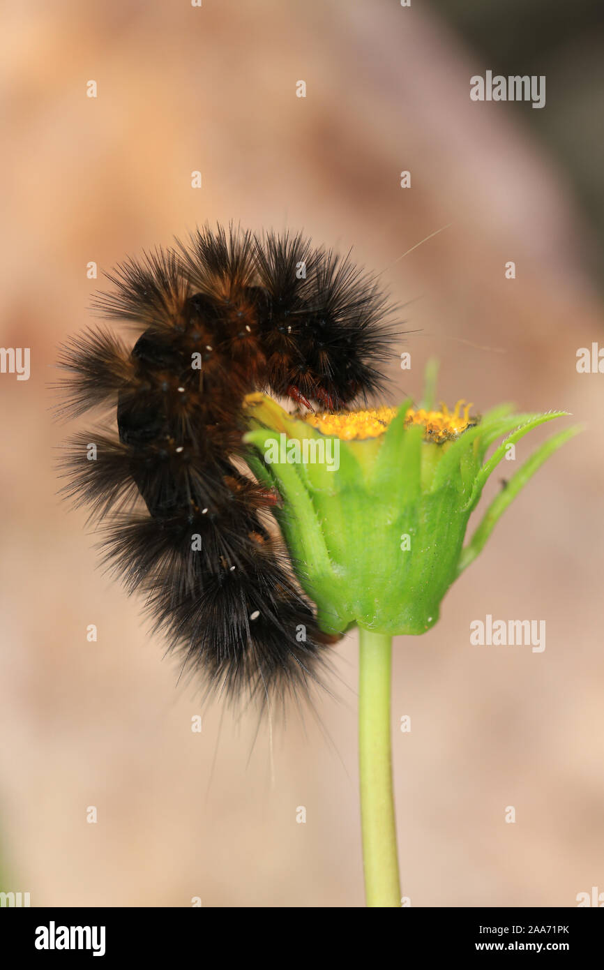 Close up of brown hairy caterpillar feasting on a daisy flower against ...