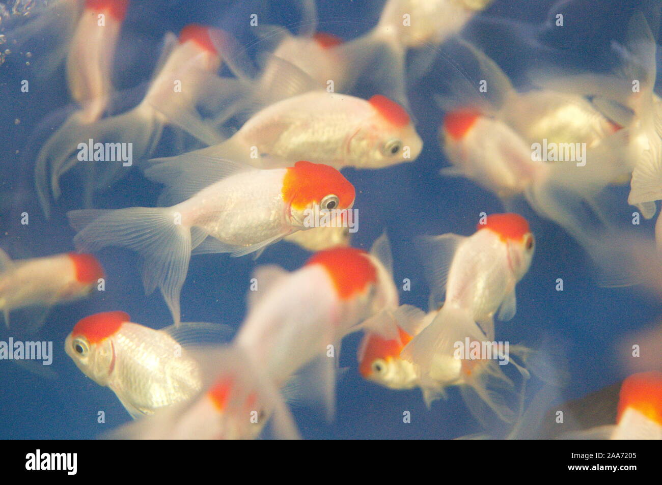 Aquarium fish, very cute fish Stock Photo - Alamy
