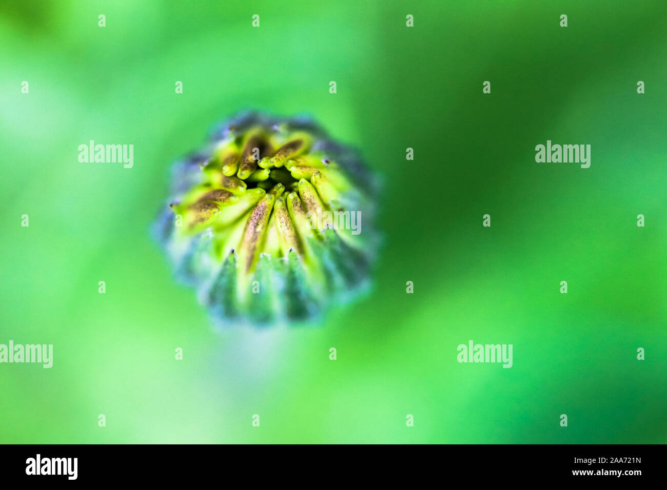 Macro closeup view of vivid color flower with beautiful natural texture ...