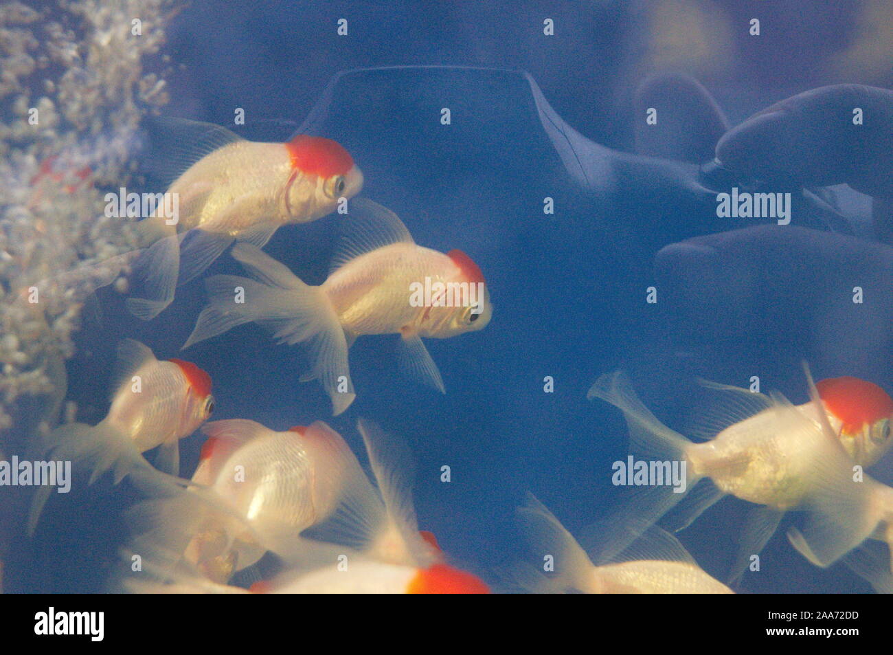 Aquarium fish, very cute fish Stock Photo - Alamy