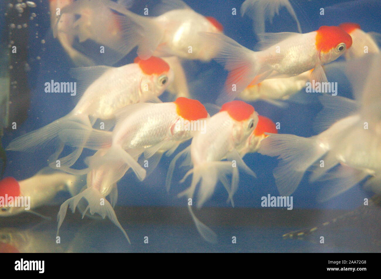 Aquarium fish, very cute fish Stock Photo - Alamy