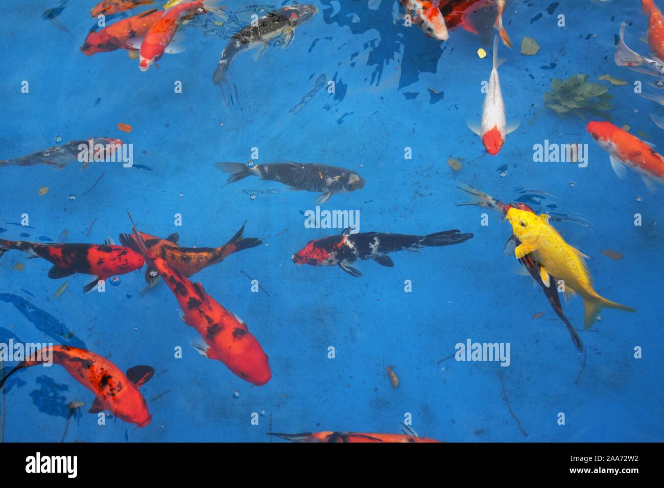 colorful fishes in the blue water Stock Photo - Alamy
