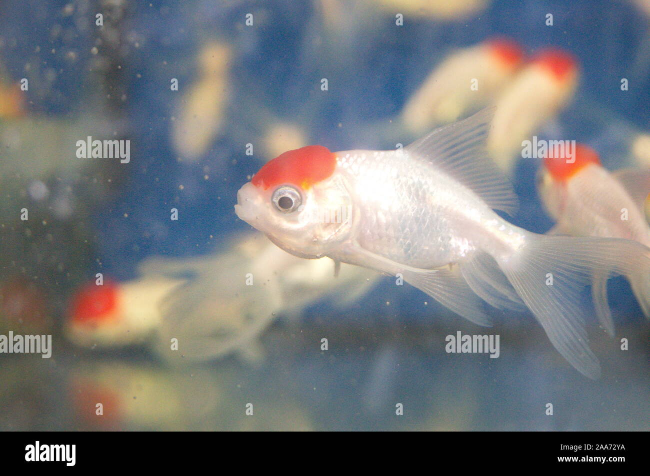 Aquarium fish, very cute fish Stock Photo - Alamy