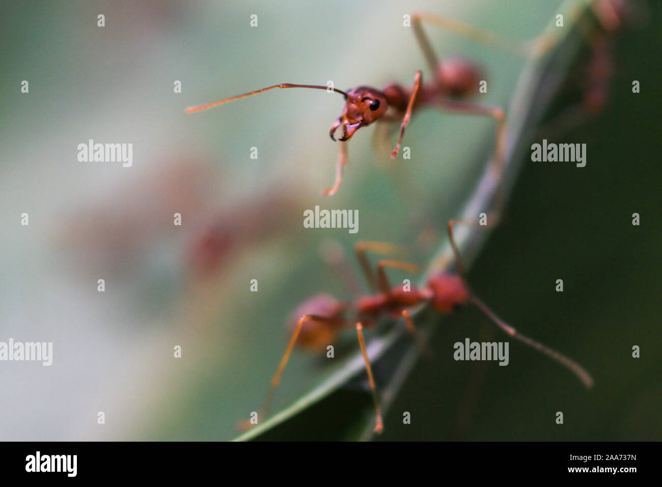 Fire ant bite hi-res stock photography and images - Alamy