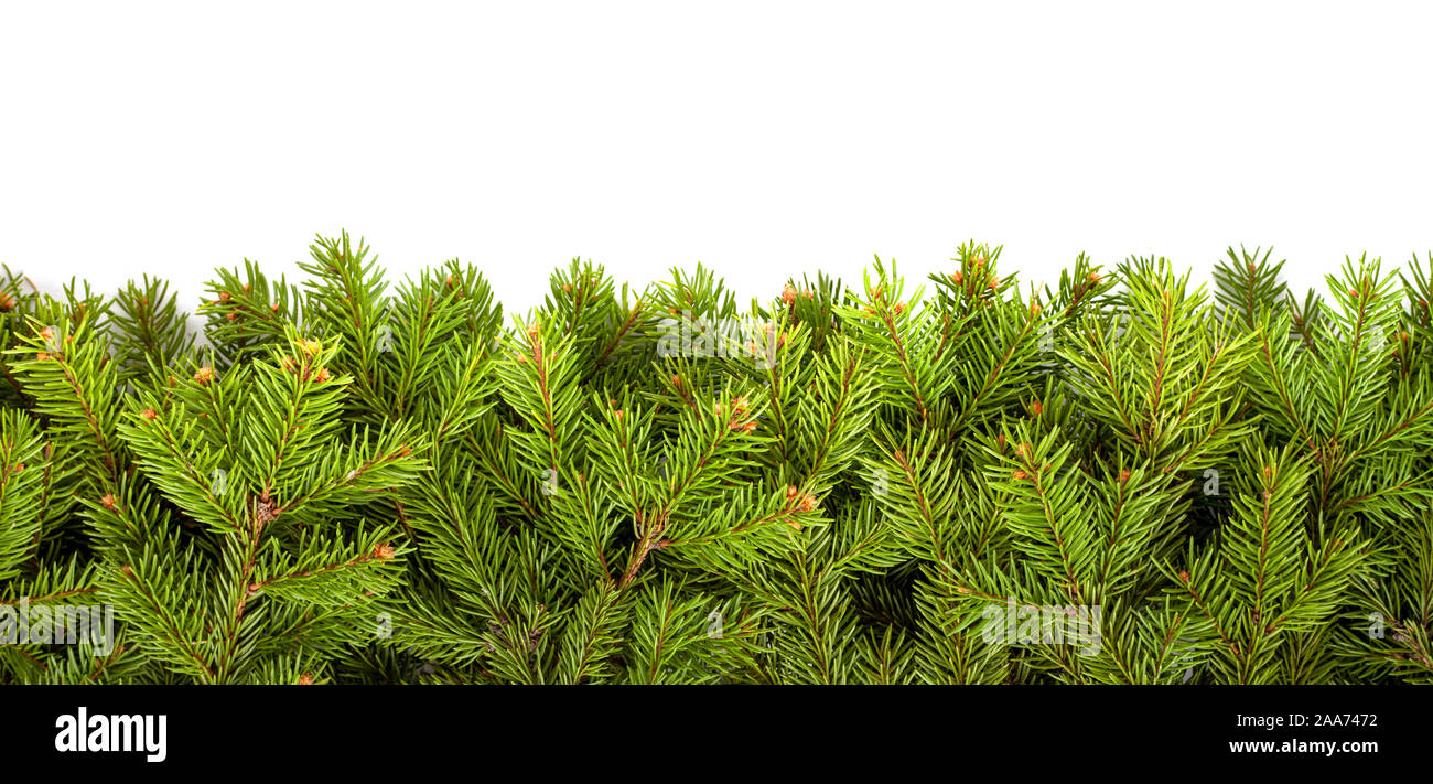 Christmas tree branches on white Stock Photo - Alamy