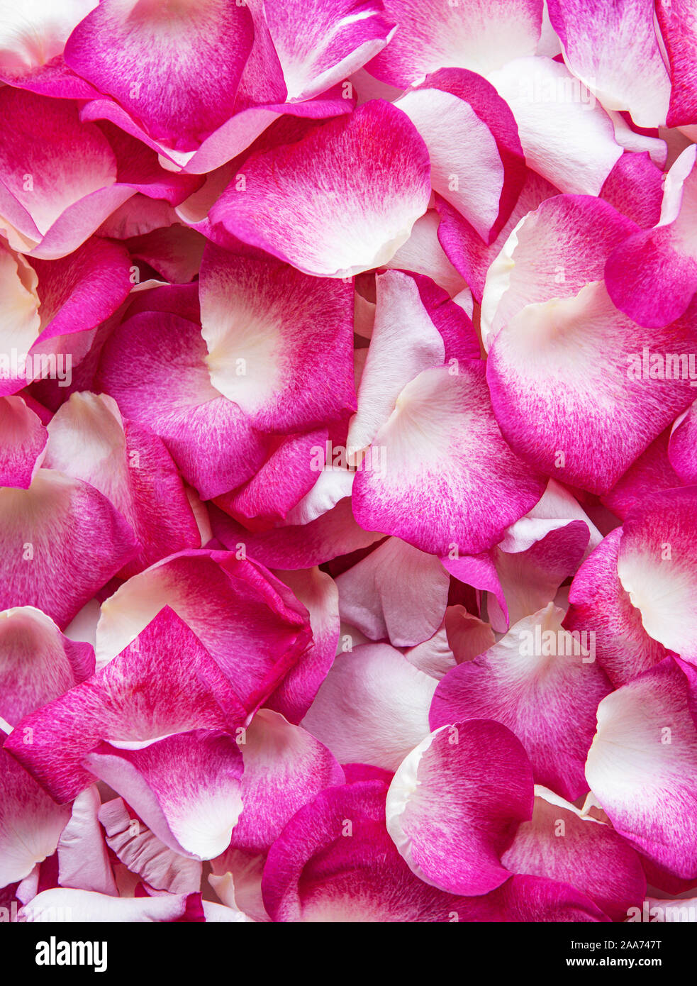 Pink rose petals. Valentine's day background. Flat lay, top view Stock ...