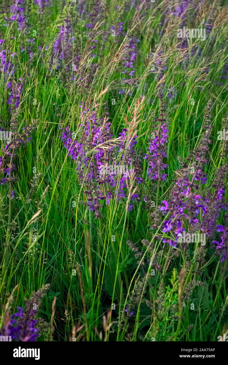 Calcareous soil hi-res stock photography and images - Alamy