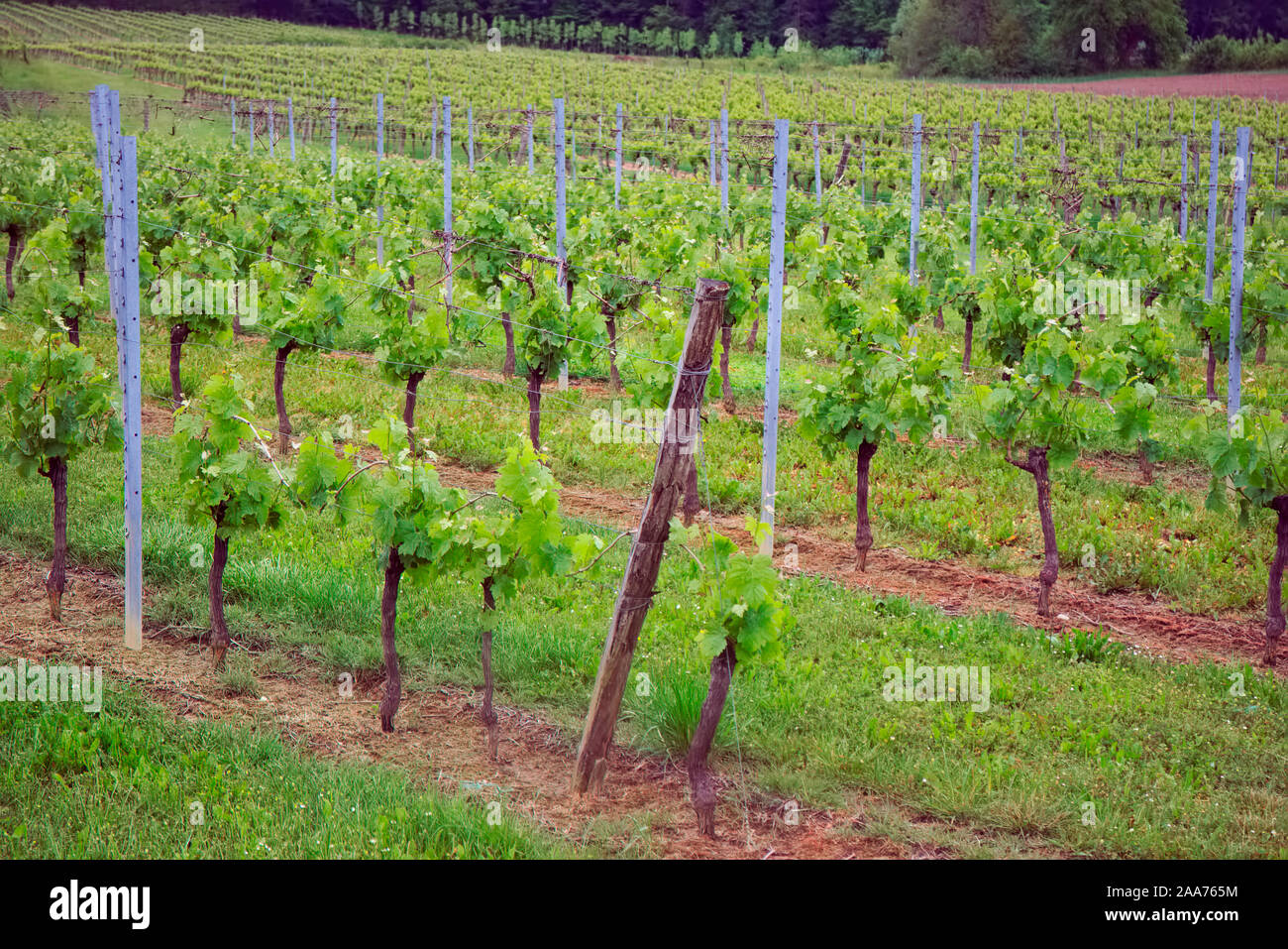 Guyot training hi-res stock photography and images - Alamy