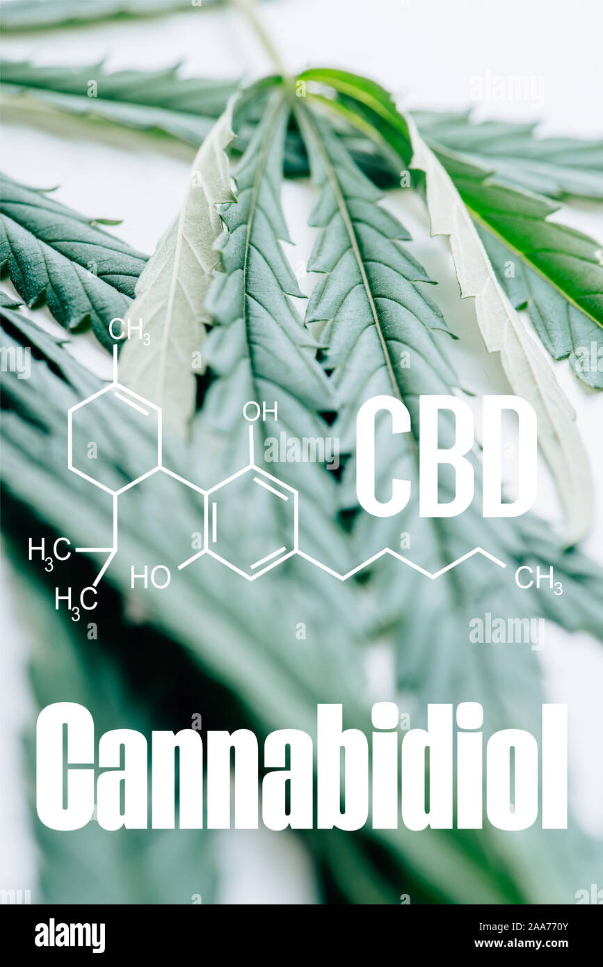 close up view of medical marijuana leaf on white background with cbd ...