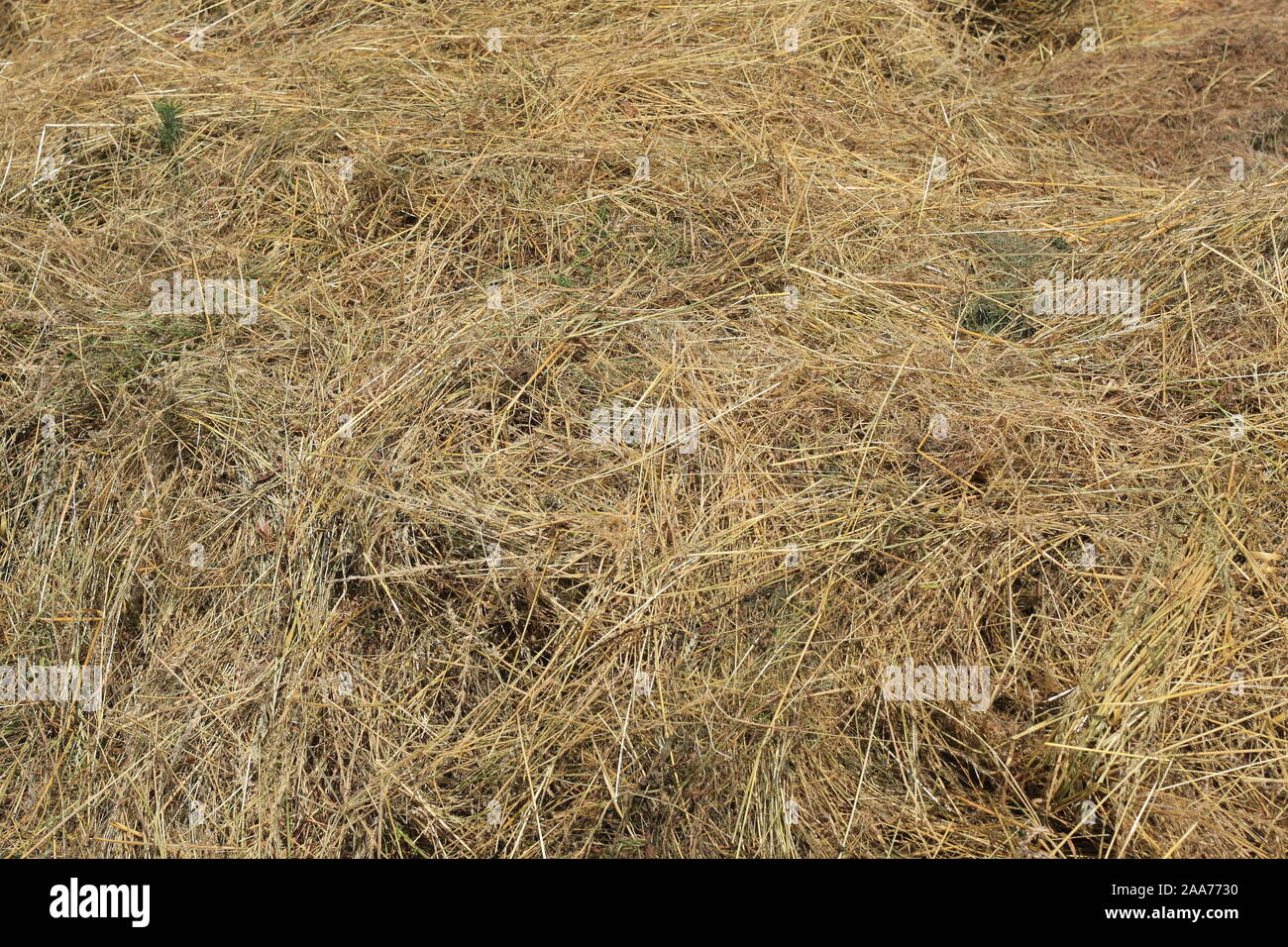 Stack freshly cut hay hi-res stock photography and images - Alamy