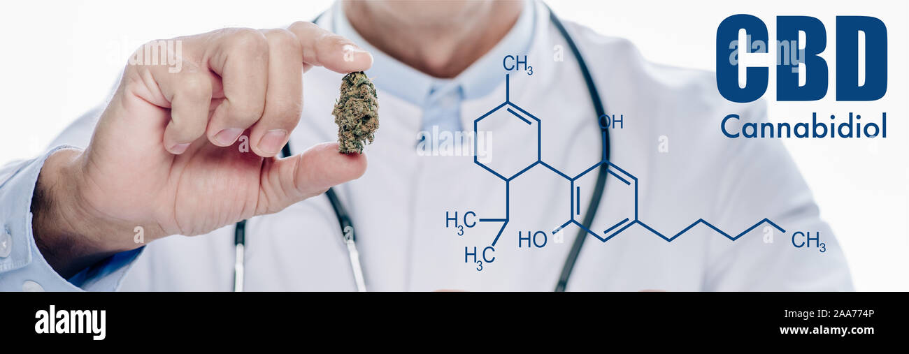 panoramic shot of doctor in white coat holding medical marijuana bud ...