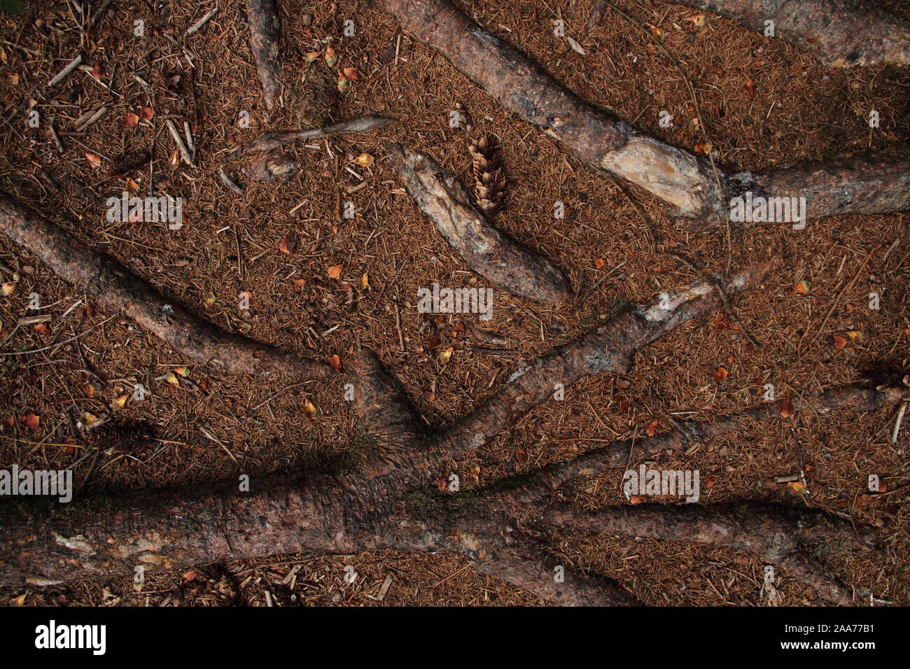 Roots on the forest floor as a background Stock Photo - Alamy