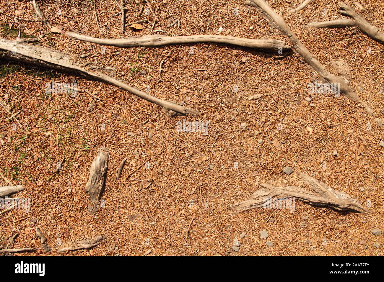 Roots on the forest floor as a background Stock Photo - Alamy