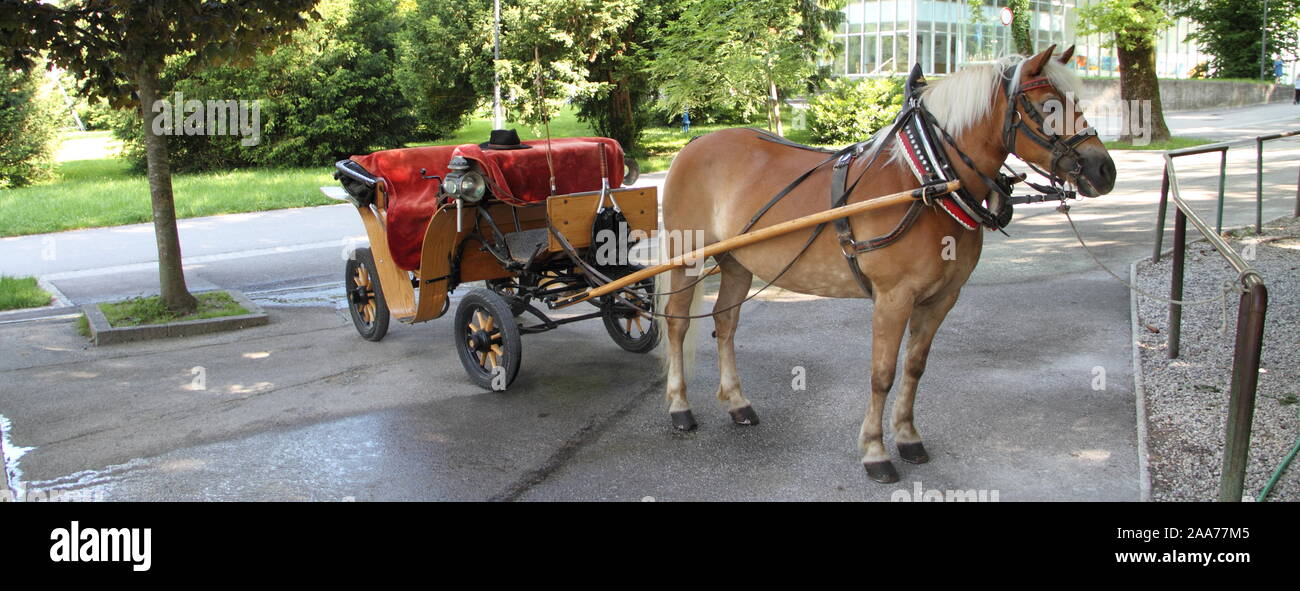 a horse with a carriage Stock Photo - Alamy