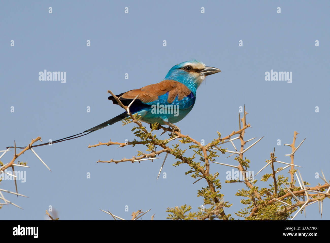 Abyssinian roller hi-res stock photography and images - Alamy