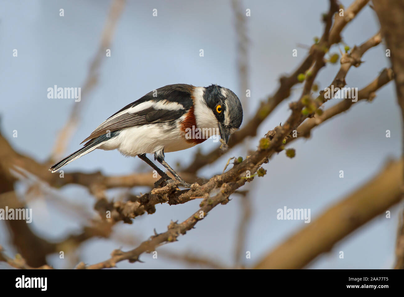 Batis orientalis hi-res stock photography and images - Alamy