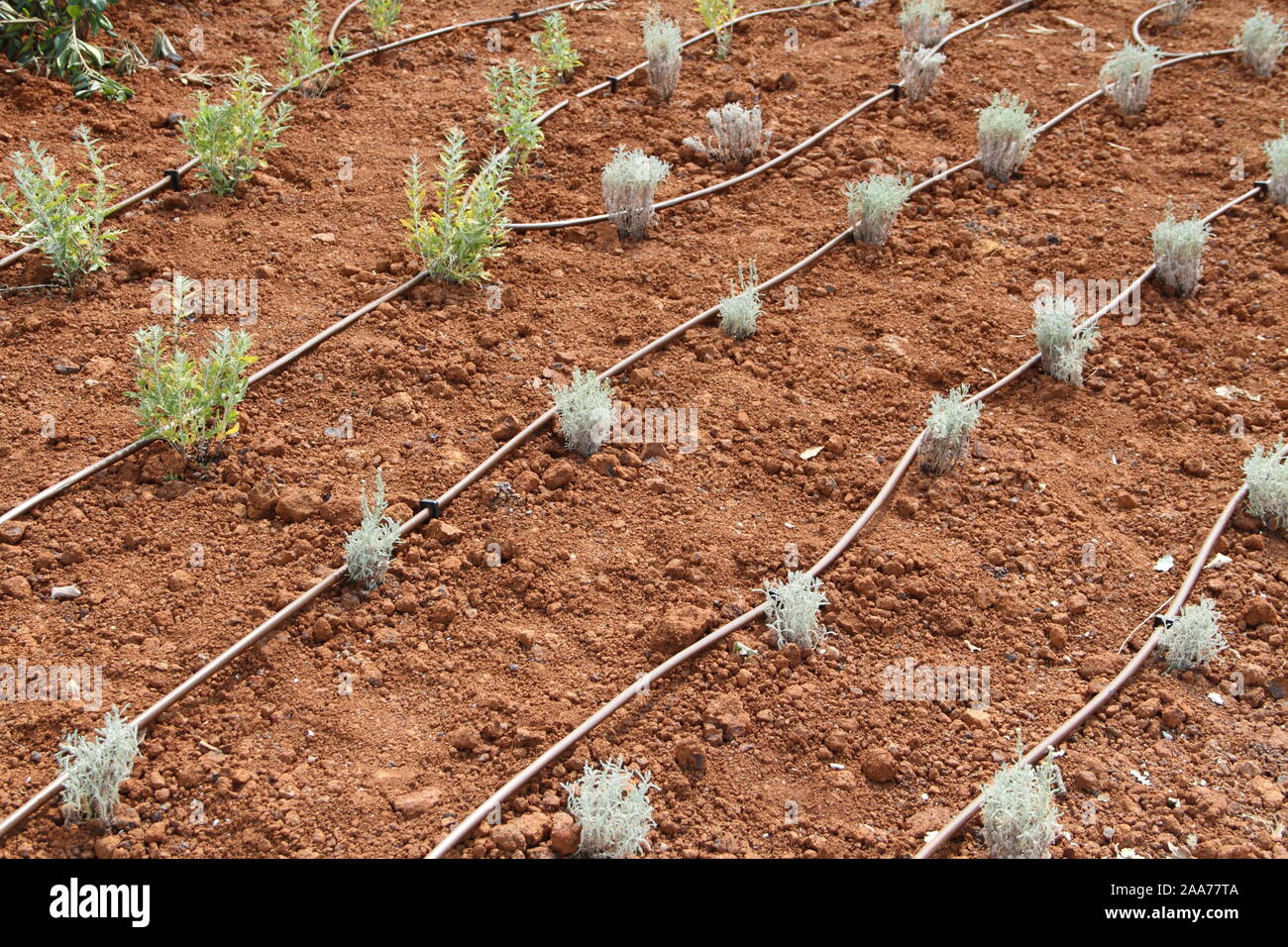 An irrigation system for young plants Stock Photo - Alamy