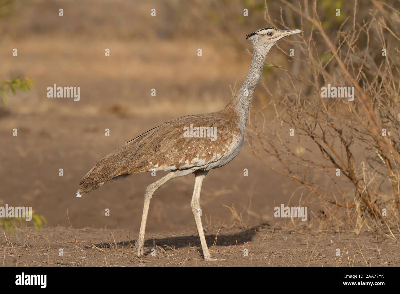Arabic bustard hi-res stock photography and images - Alamy