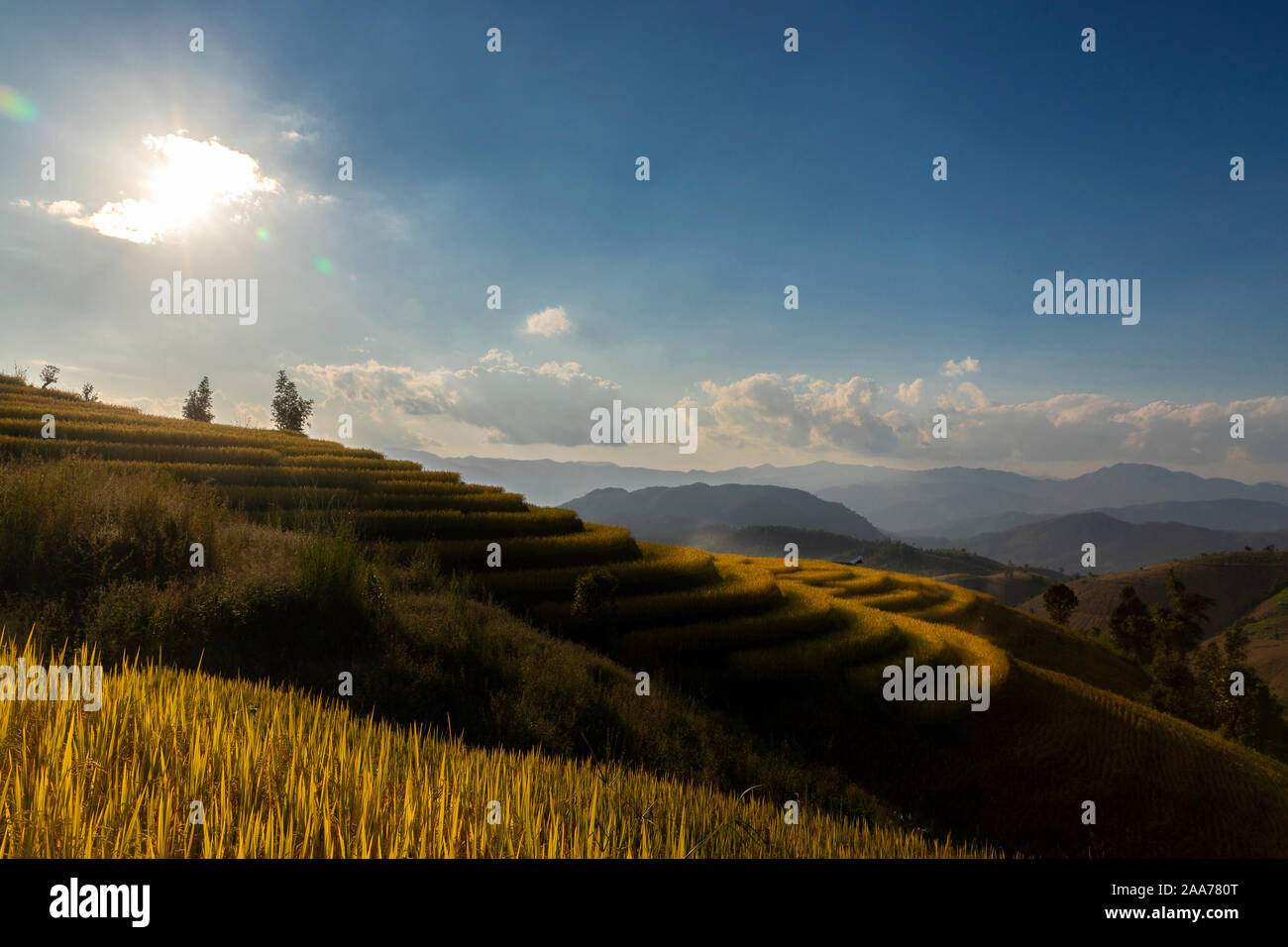 Beautiful landscape view of rice terraces in chiang mai , Thailand ...