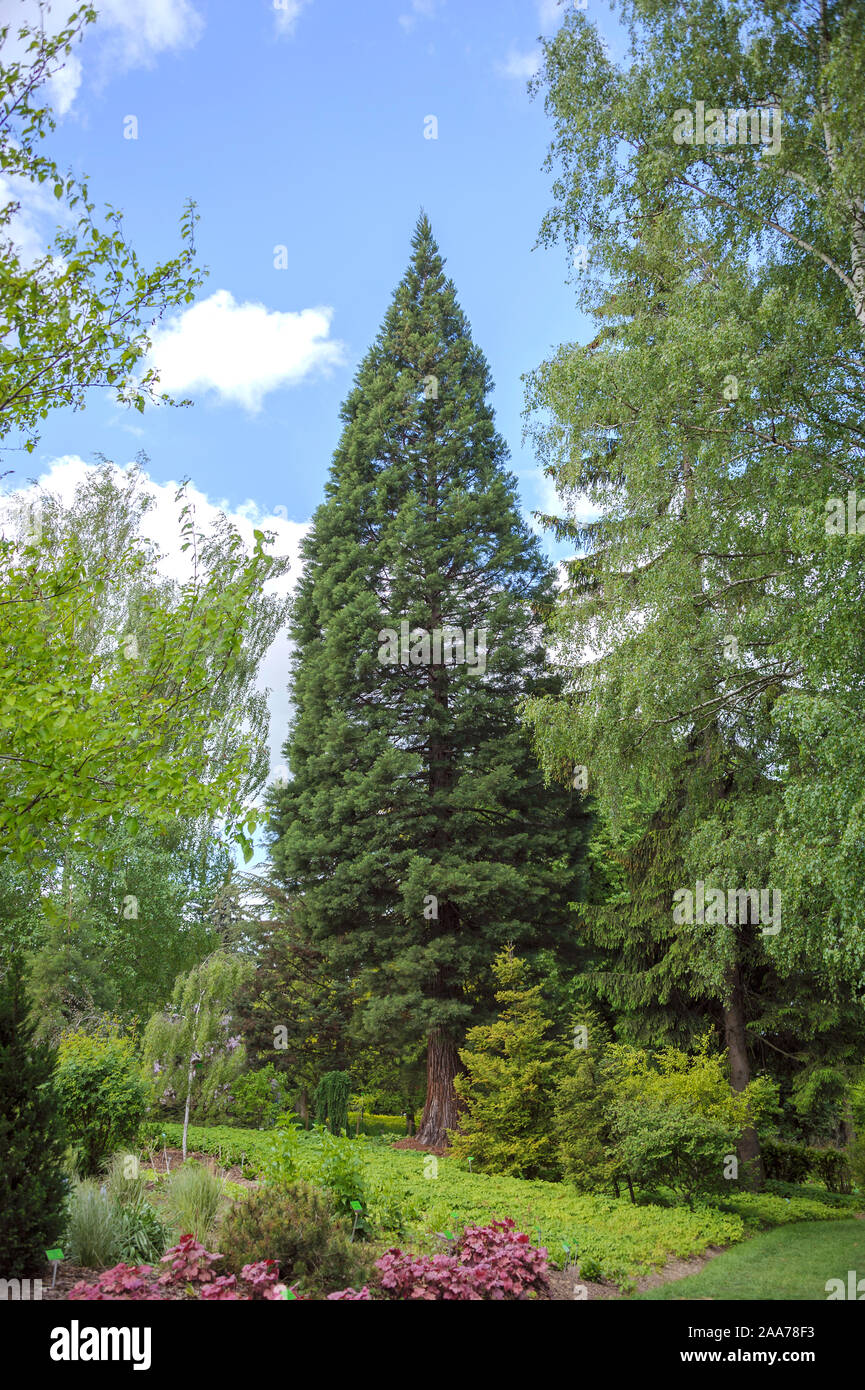 Sequoia gigantea hi-res stock photography and images - Alamy