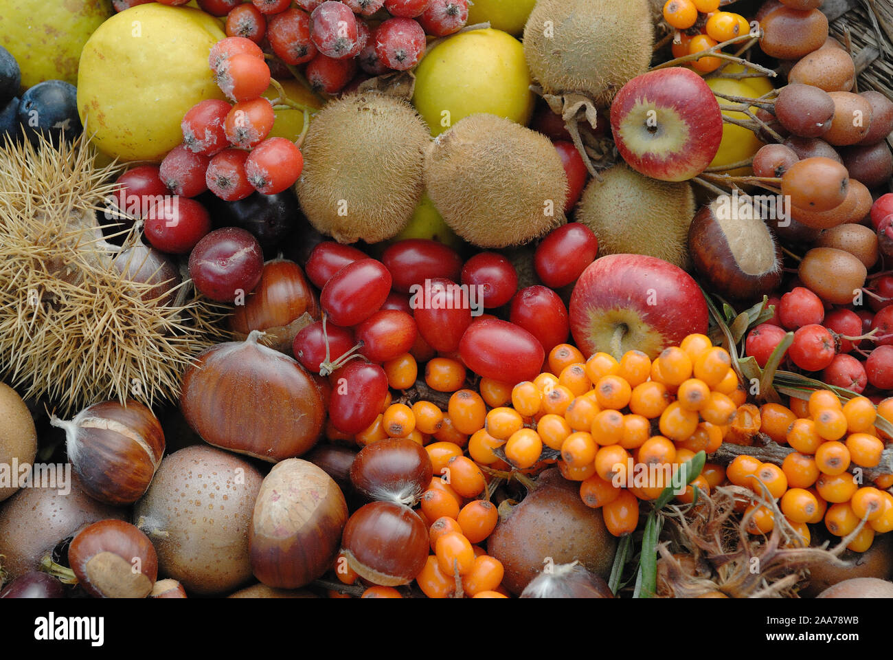 Verschiedene Obstsorten, Wildfruechte, Detailaufnahme Stock Photo - Alamy
