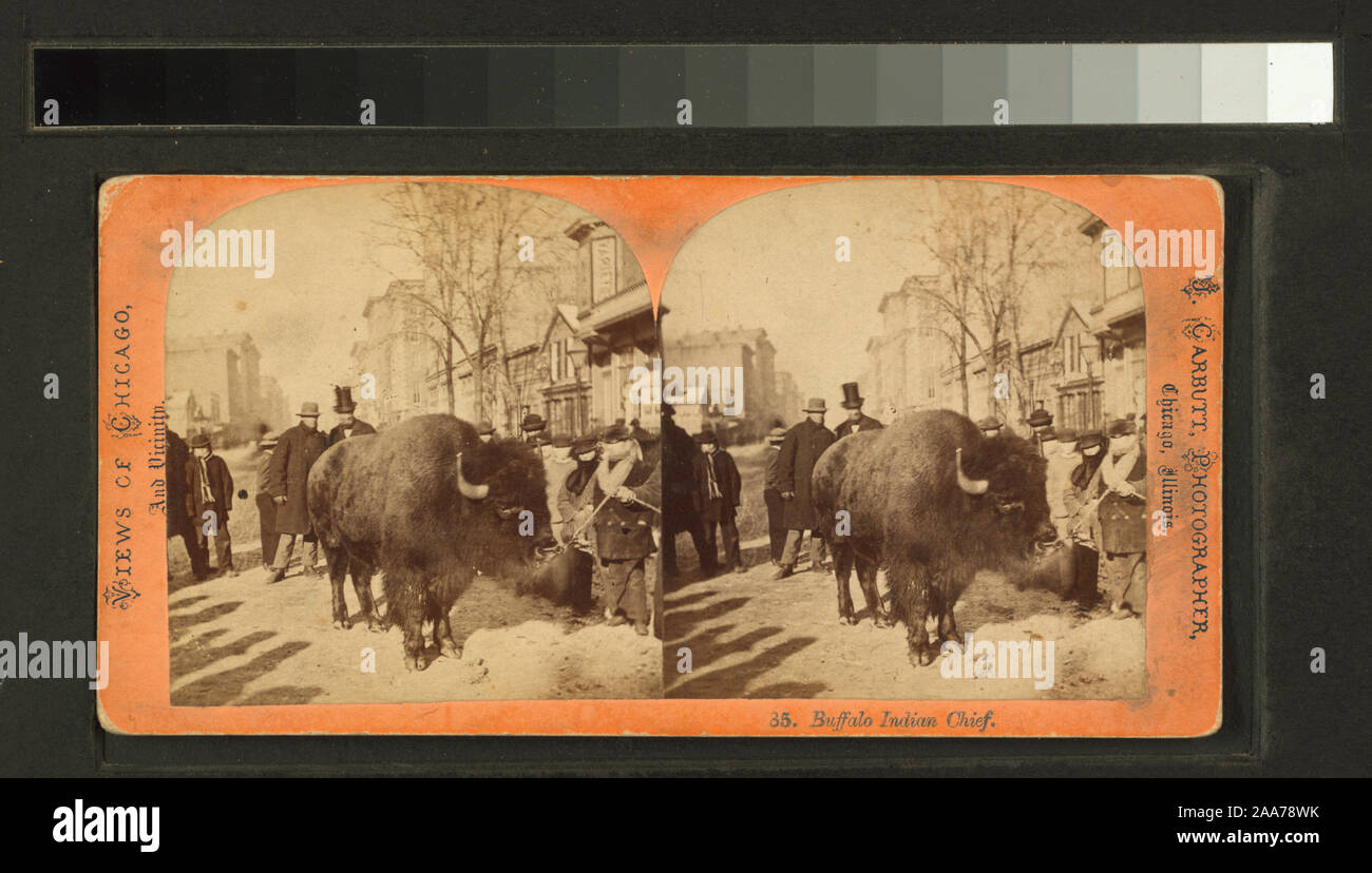 Buffalo Indian chief. [People looking at a buffalo on an unidentified ...