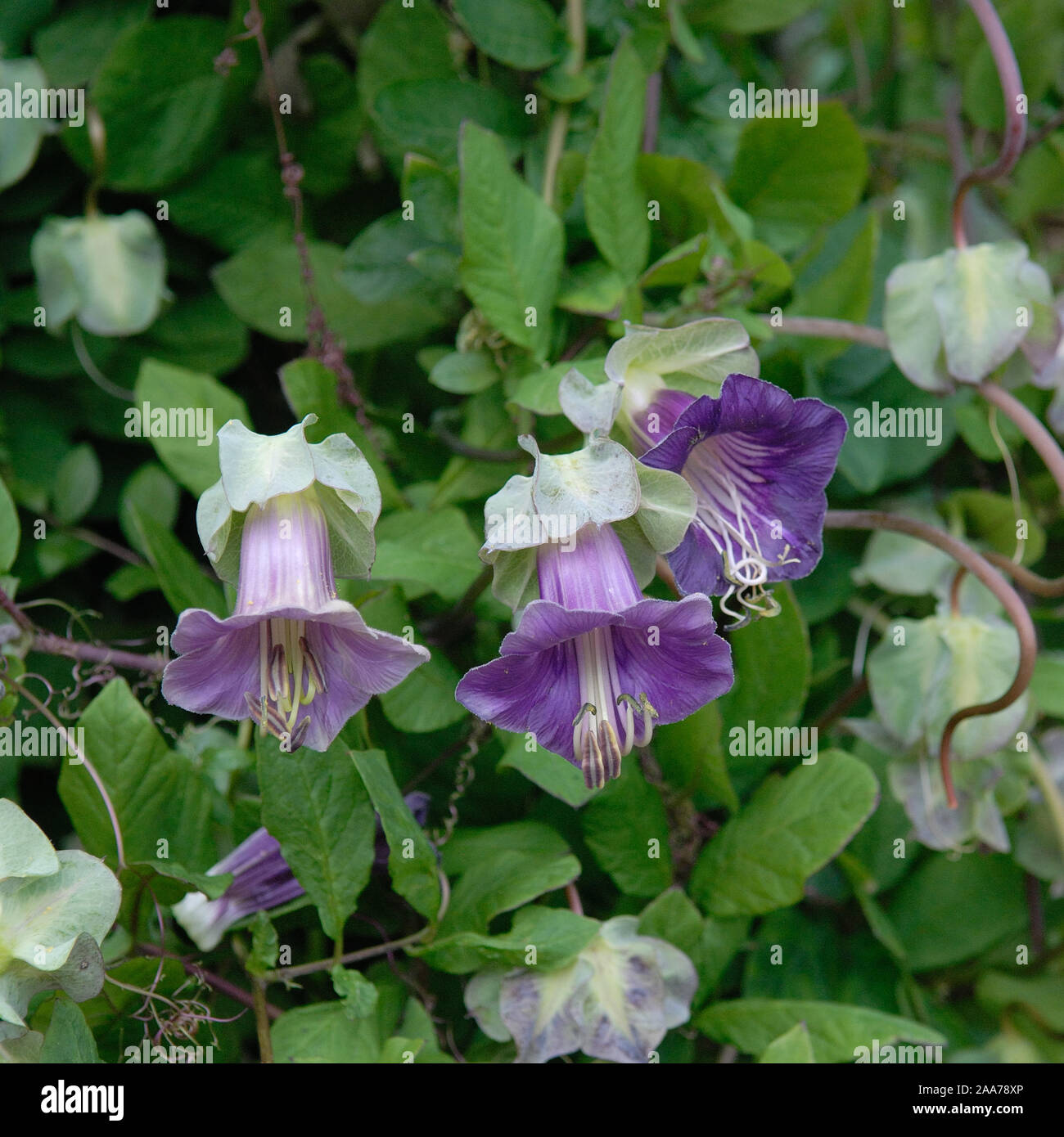 Cobaea Scandens High Resolution Stock Photography and Images - Alamy