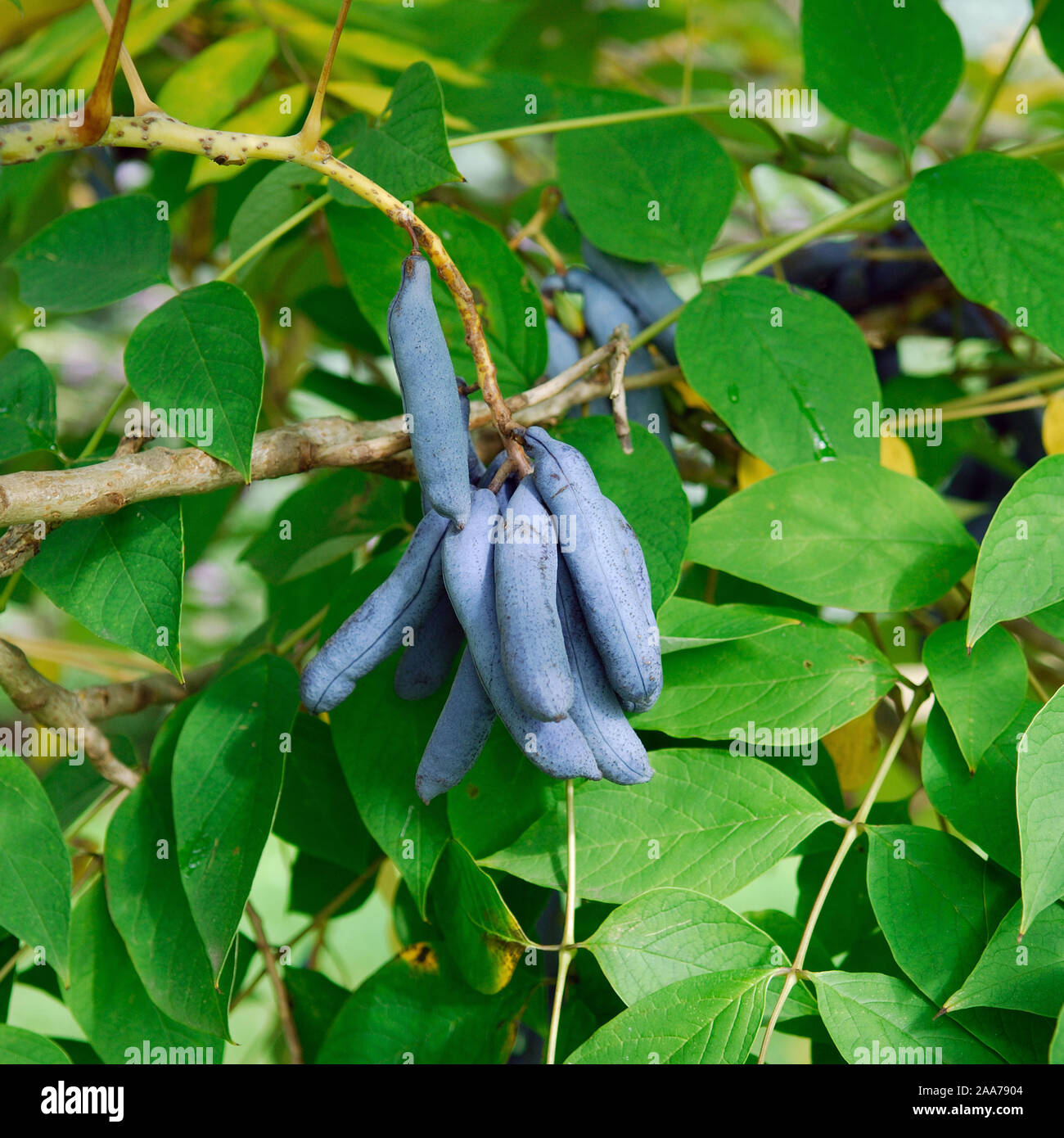 Fargesii hi-res stock photography and images - Alamy