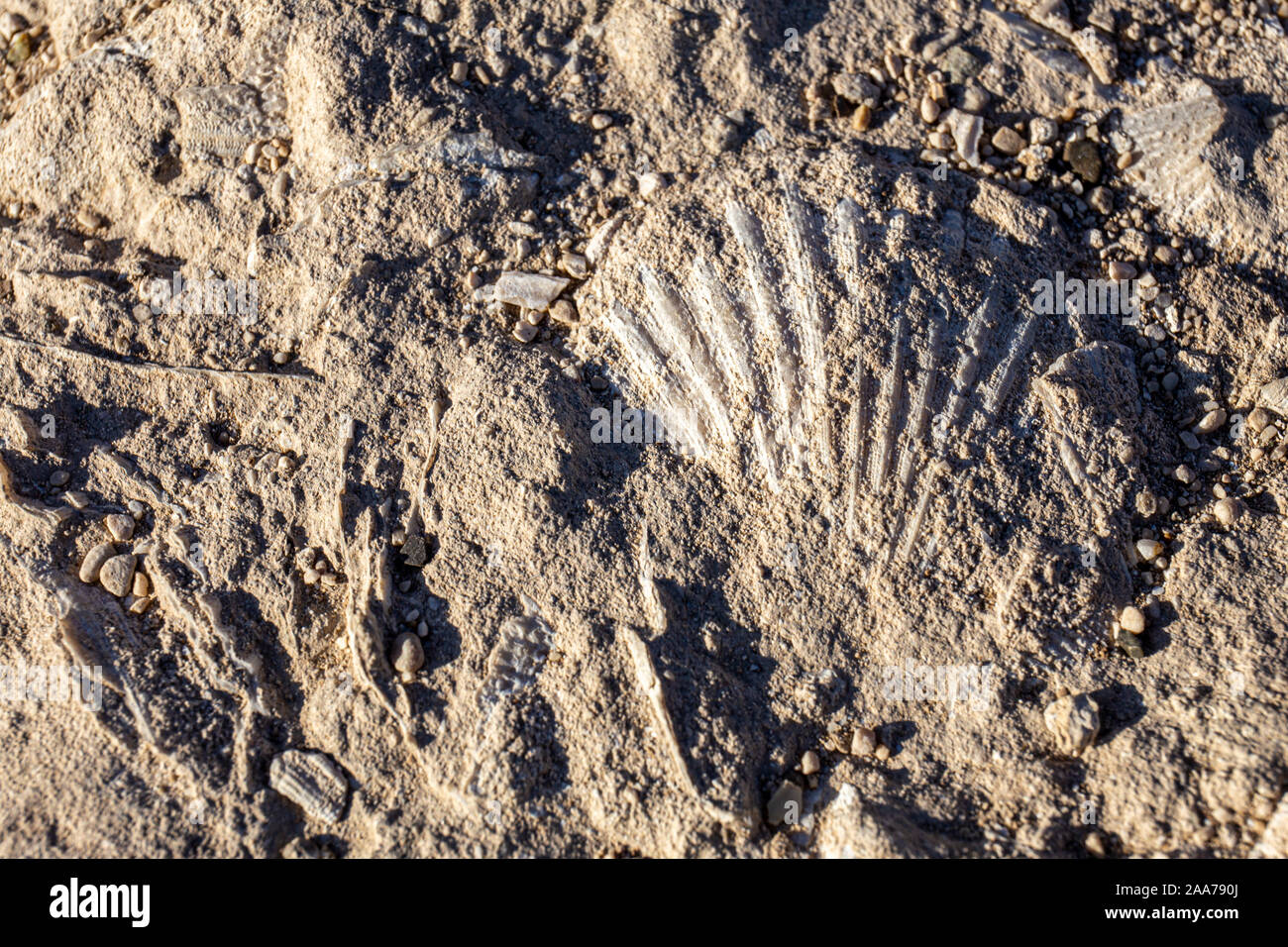 Shell fossil inside a rock Stock Photo - Alamy