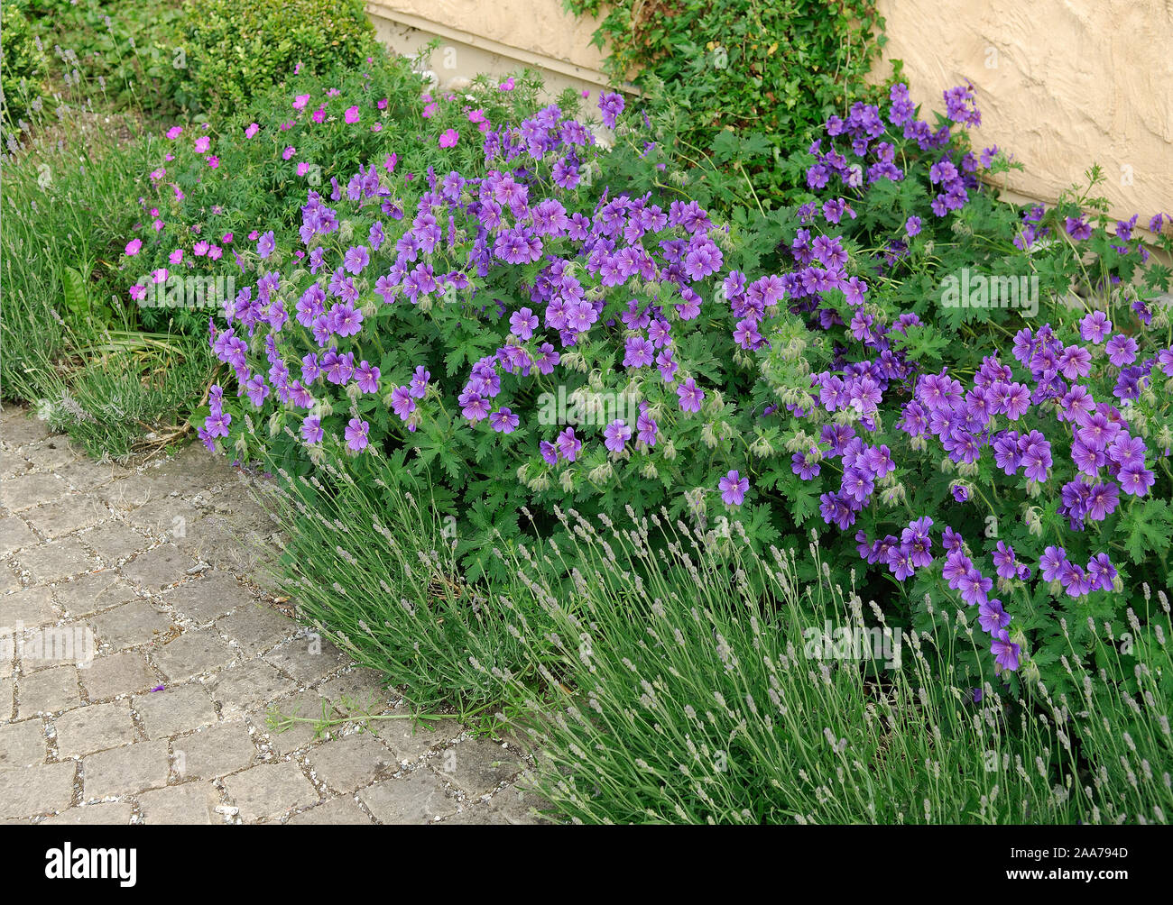Geranium pratense 'Johnsons Blue' Stock Photo - Alamy