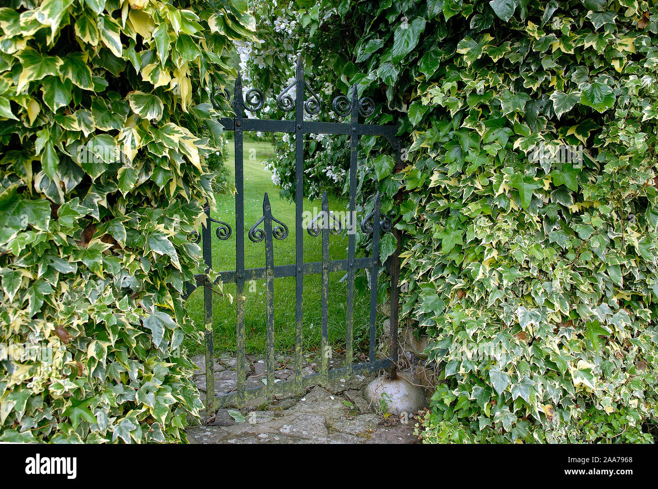 Hedera helix 'Goldchild' Stock Photo - Alamy