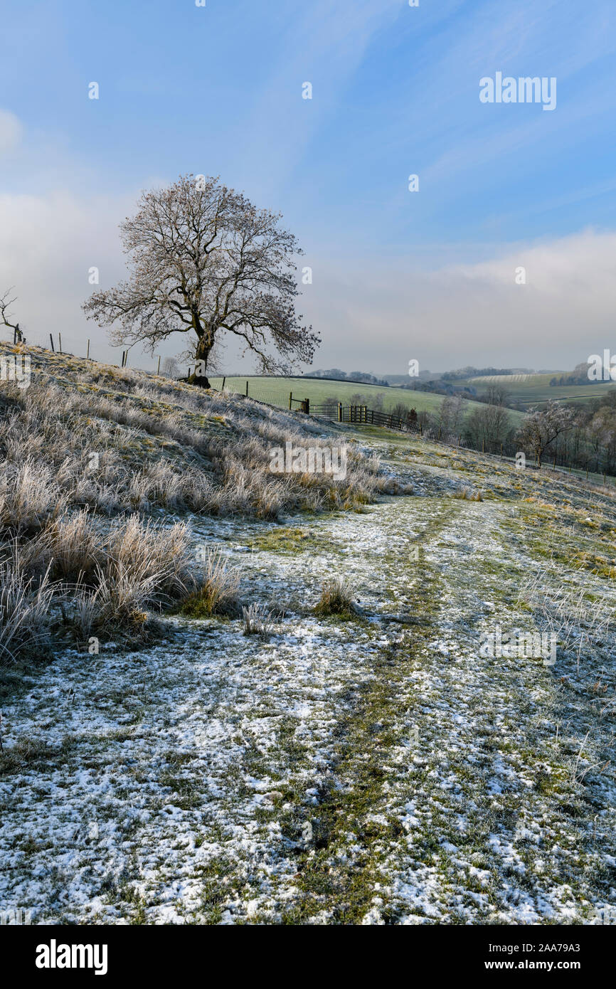 Scenic view of track across hilly field leading to solitary bare tree ...