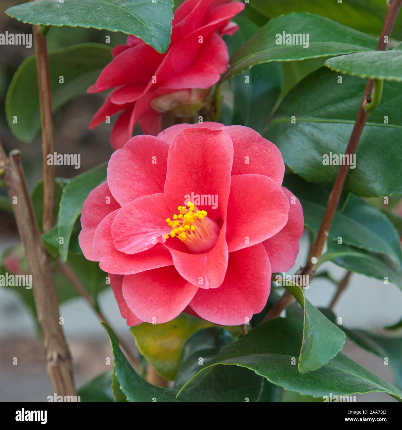 Kamelie (Camellia reticulata 'Mary Williams' Stock Photo - Alamy