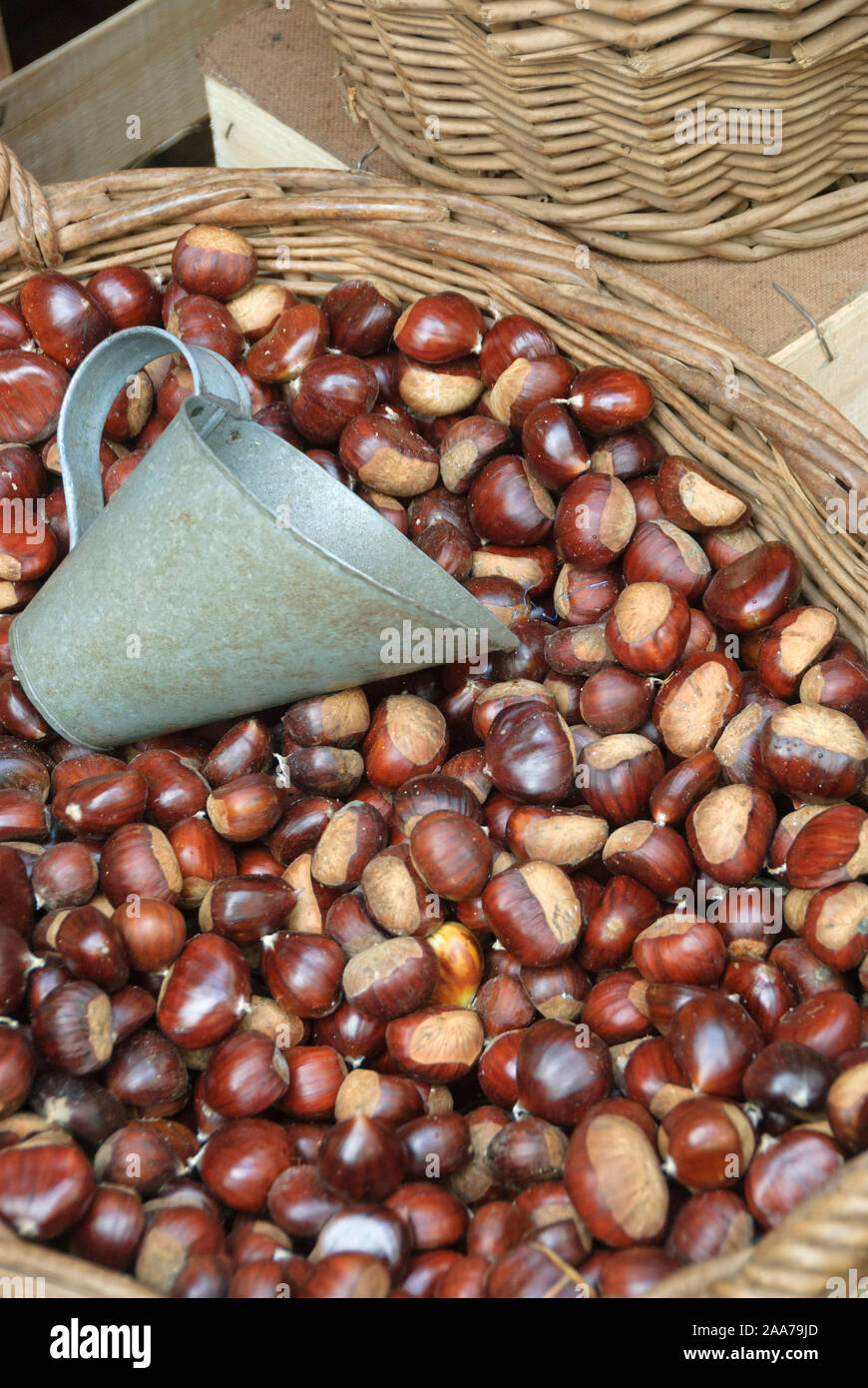 Castanea vesca hi-res stock photography and images - Alamy