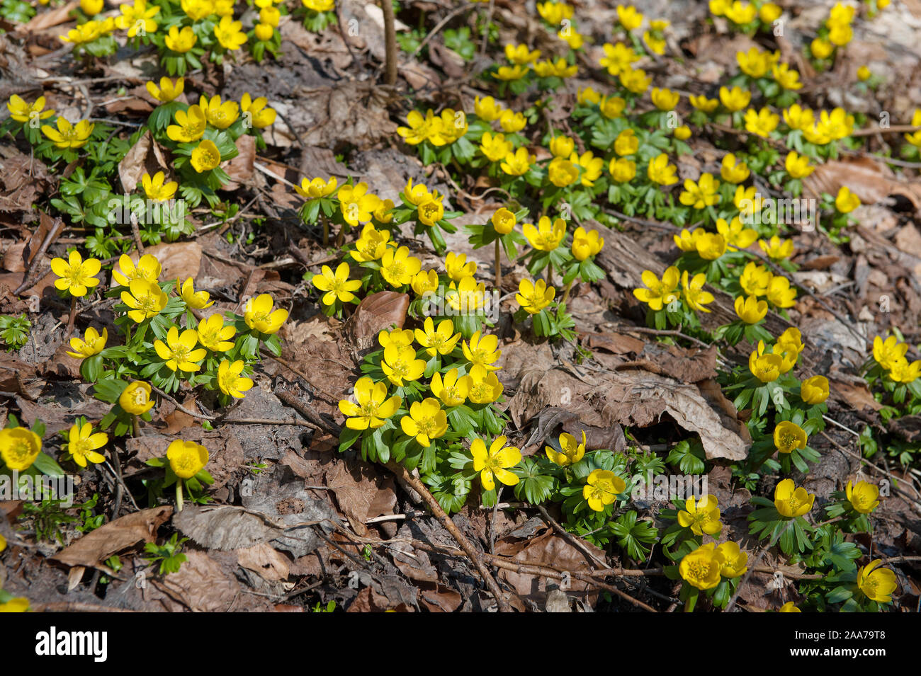 Winterling eranthis hi-res stock photography and images - Alamy