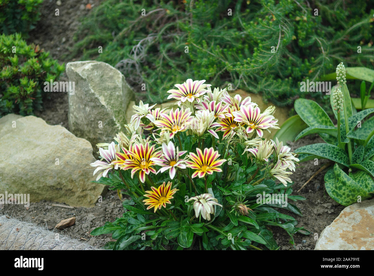 Gazania white flame hi-res stock photography and images - Alamy