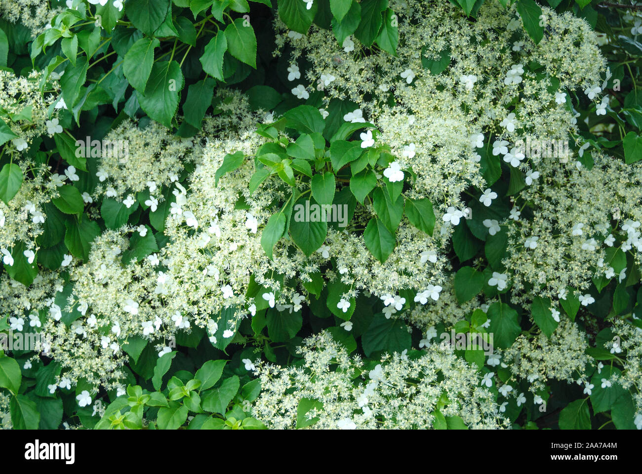 Kletter-Hortensie (Hydrangea anomala subsp. petiolaris Stock Photo - Alamy