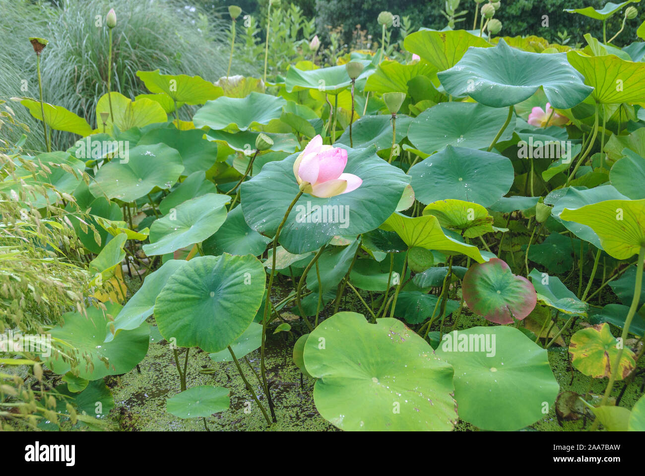 Lotosblume High Resolution Stock Photography and Images - Alamy
