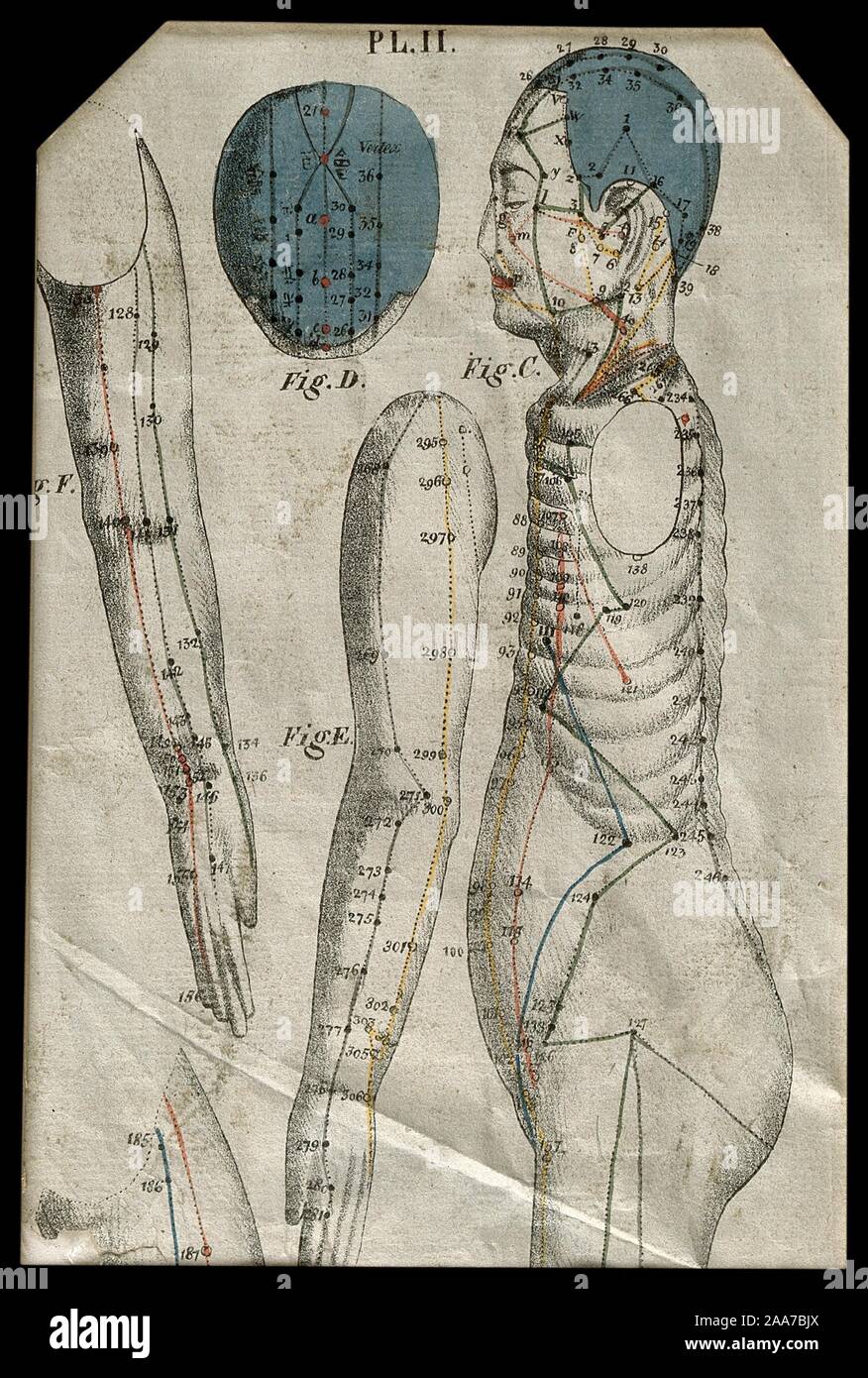 Acupuncture points drawing hi-res stock photography and images - Alamy