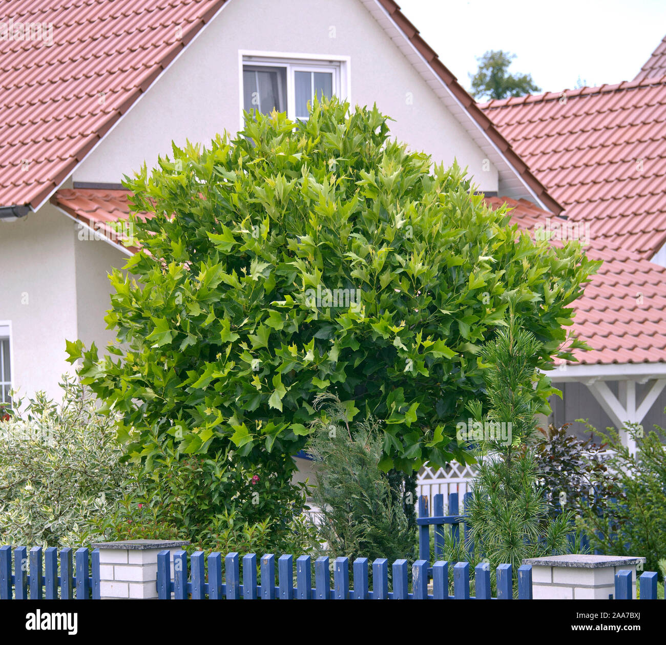 Platane baum hi-res stock photography and images - Alamy