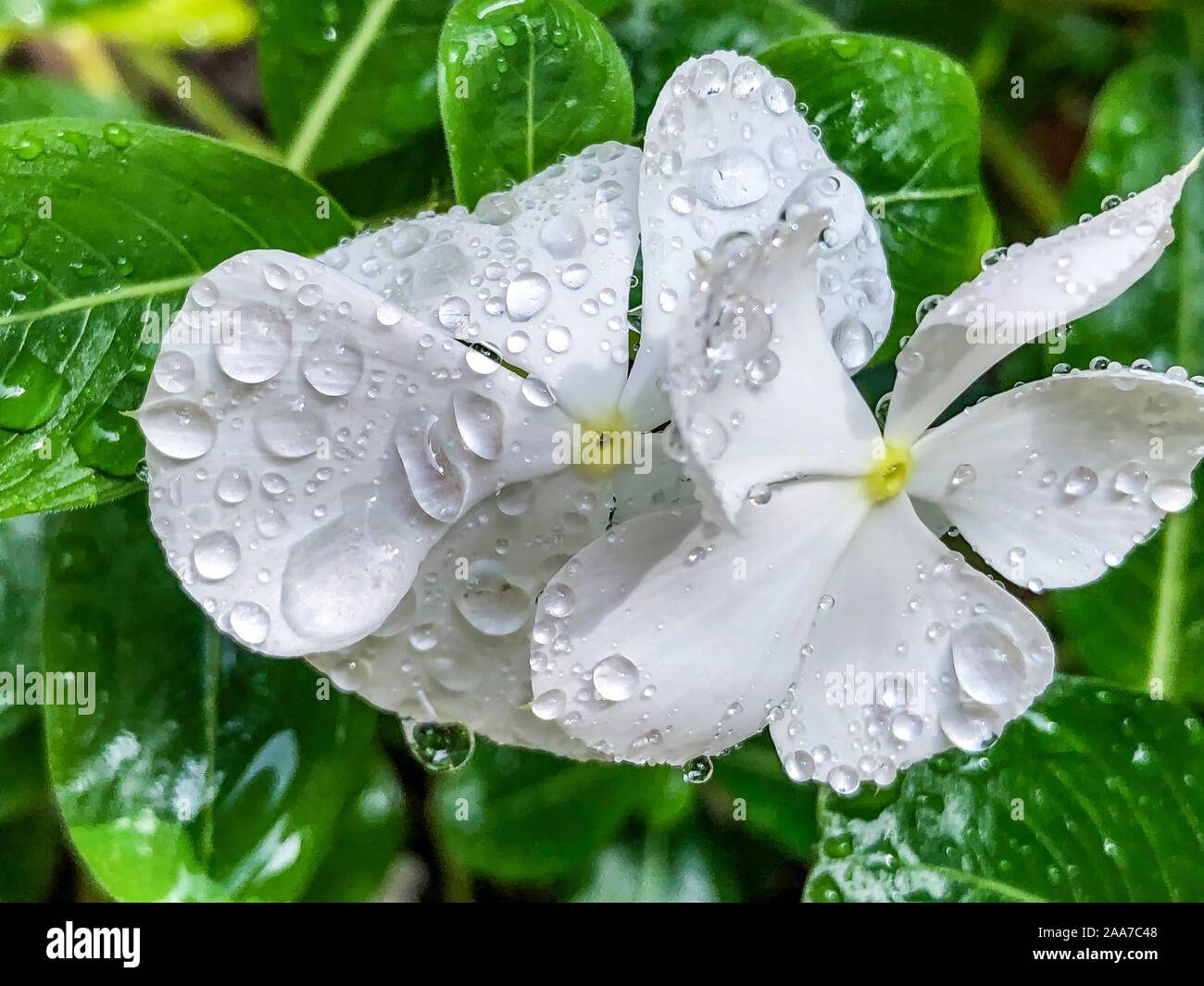 Flower Water Droplet Photography